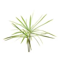 Scents of Wood Cedar in Acacia | Cedar in Acacia Perfume